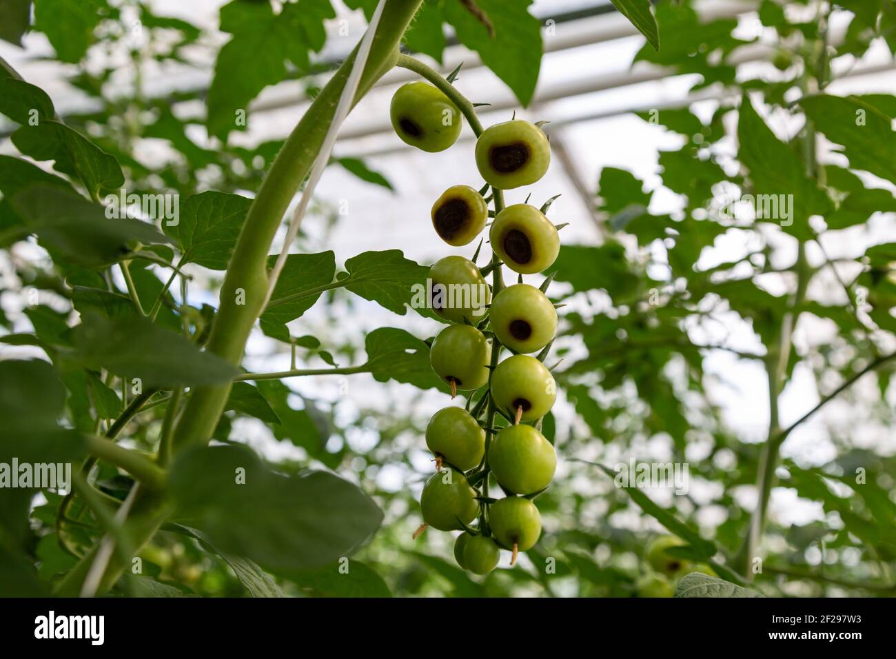 Calcium deficiency hi-res stock photography and images - Alamy