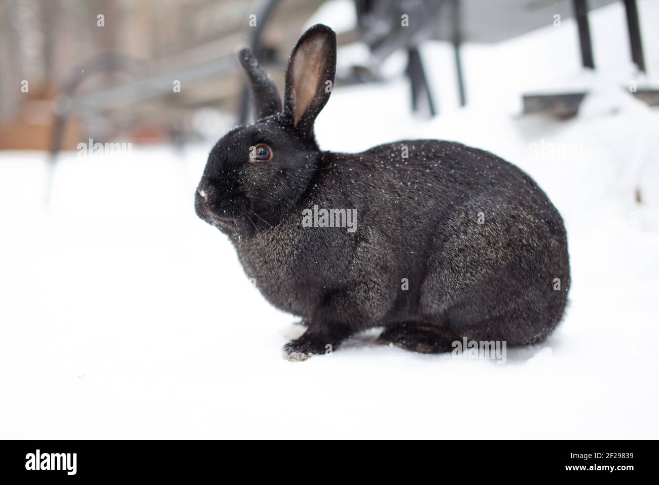 Beautiful, fluffy black rabbit in winter in the park. The rabbit sits ...