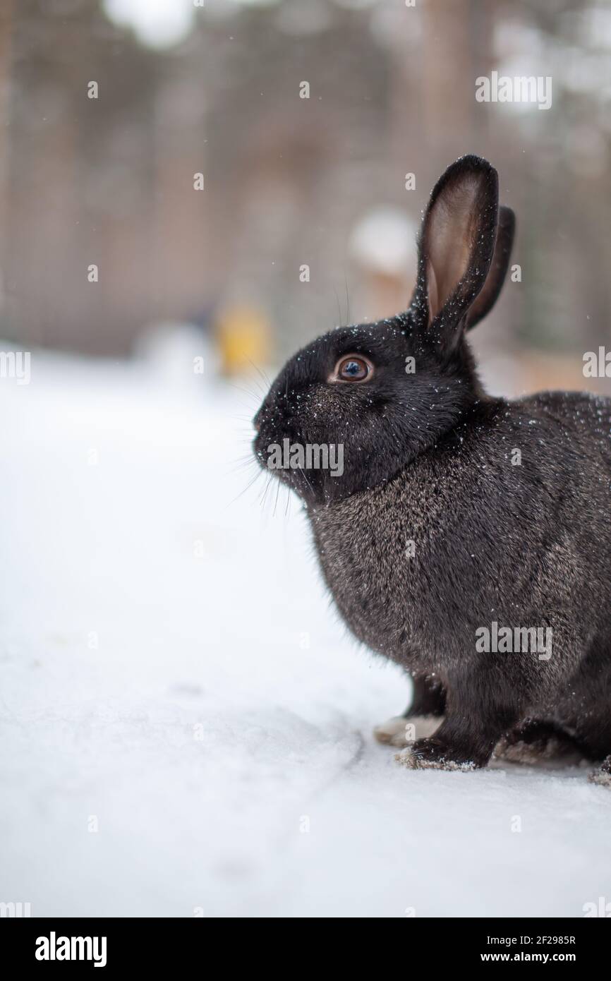 With fluffy black and white rabbit hi-res stock photography and images ...