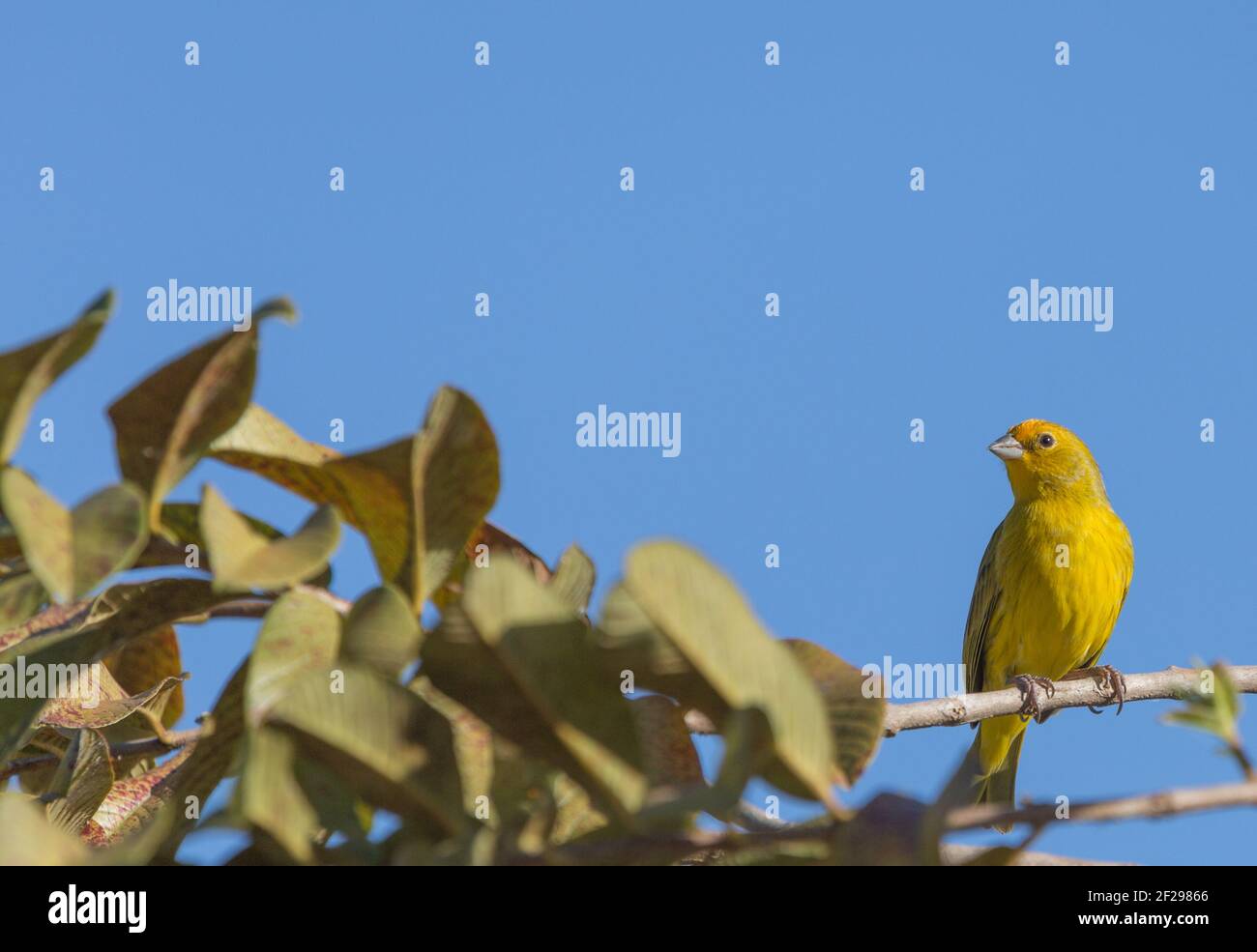 Brazilian finch hi-res stock photography and images - Alamy