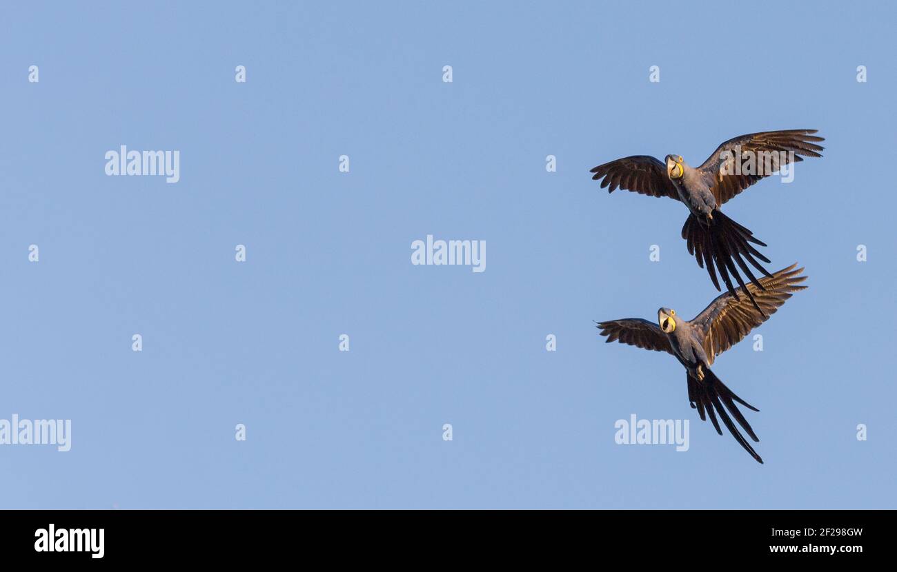 Flying birds: The critically endangered blue Parrot (Hyacinth macaw ...