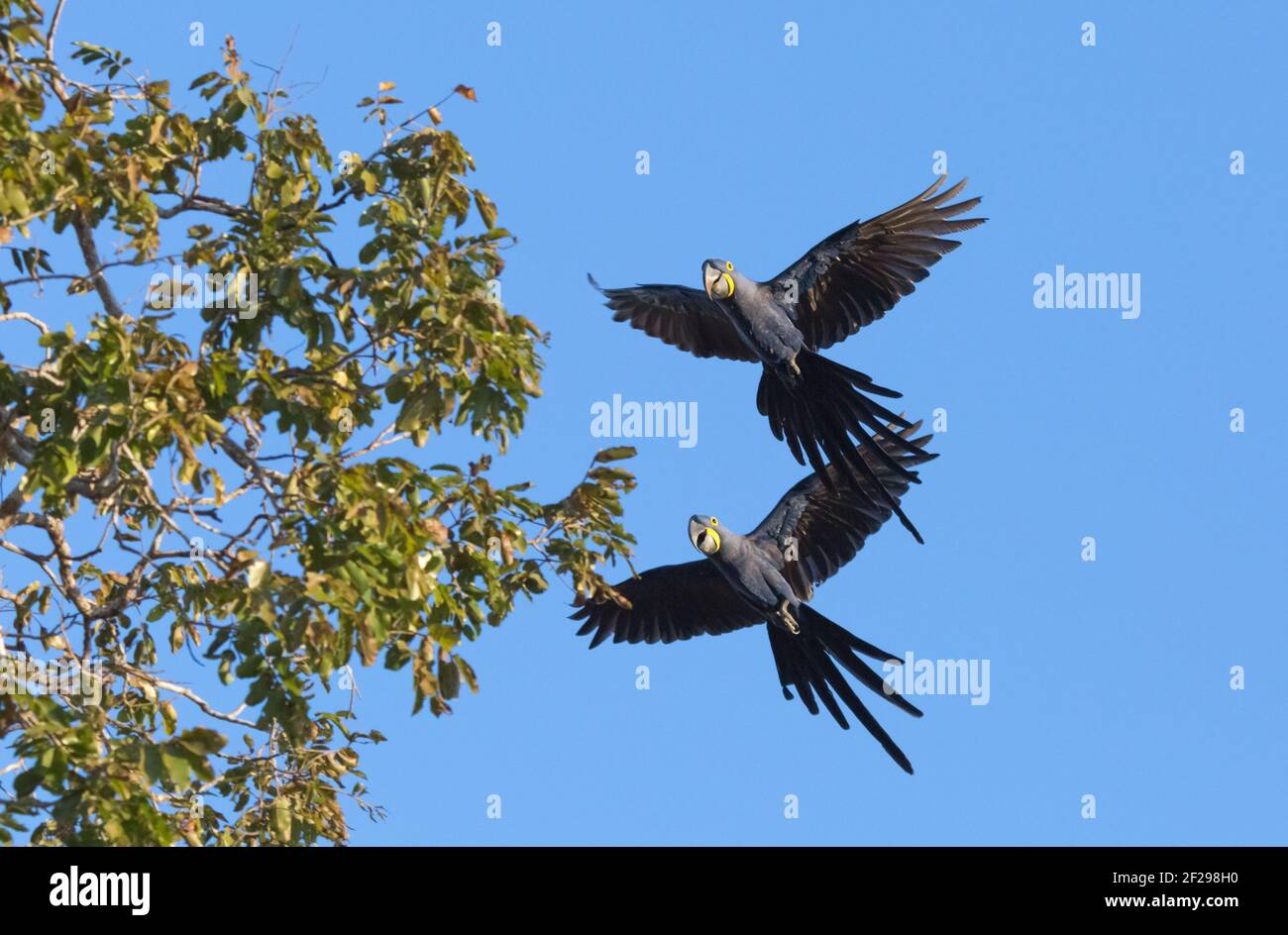 A pair of flying blue parrots (Hyacinth Macaw) in the Pantanal in Mato ...
