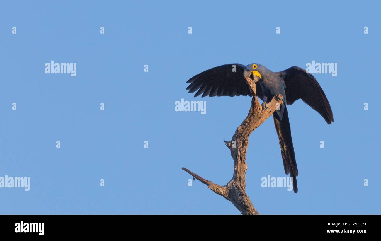 Blue Parrot (Hyacinth Macaw) landing on a tree in the Pantanal in Mato ...