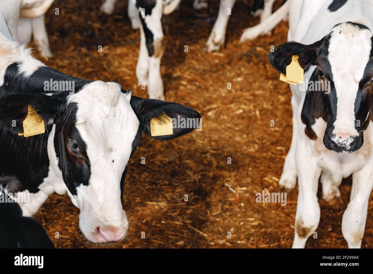 Black and white spotty cows on a farm Stock Photo - Alamy