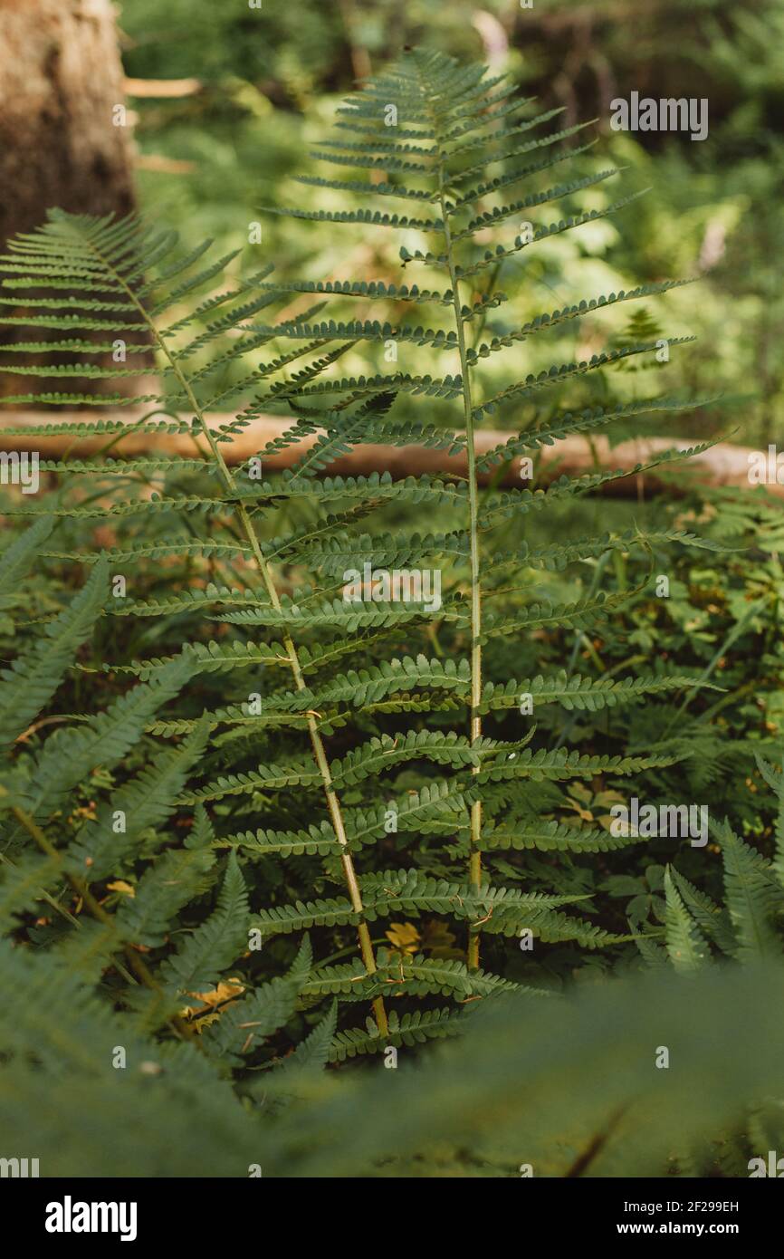 Norwegian plants hi-res stock photography and images - Alamy