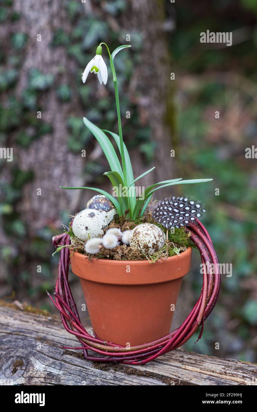 snowdrop in terracotta pot as rustic spring decoration Stock Photo - Alamy