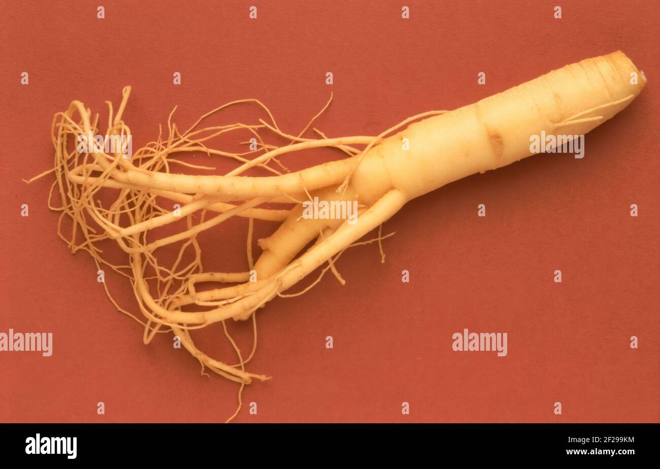 Ginseng root, medicinal plant of Asian medicine / Ginsengwurzel ...