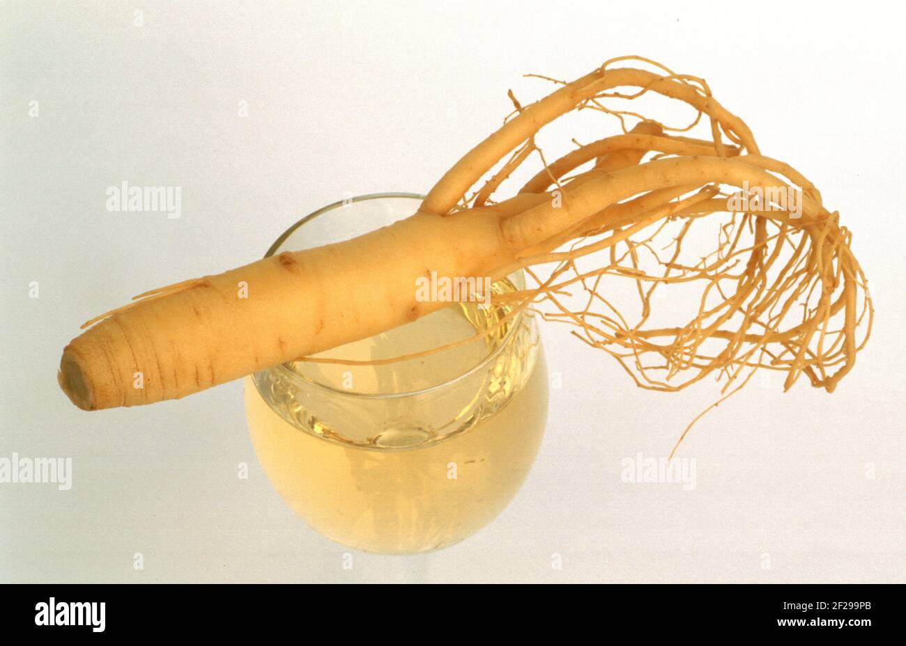 Liqueur made of ginseng, Korea, Panax ginseng, medicinal plant, root of ...