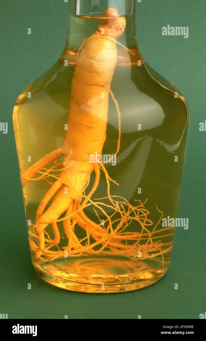 Liqueur made of ginseng, Korea, Panax ginseng, medicinal plant, root of ...