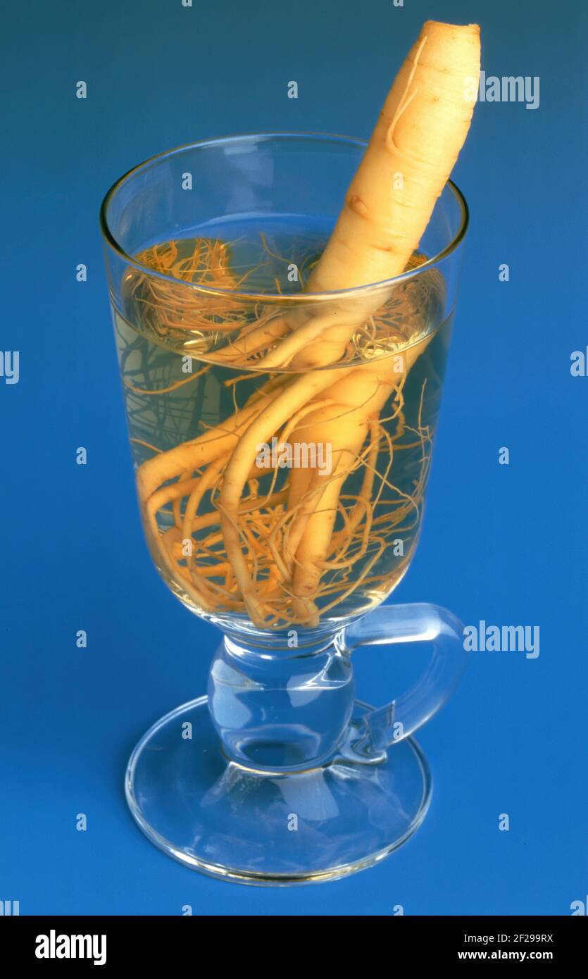 Liqueur made of ginseng, Korea, Panax ginseng, medicinal plant, root of ...