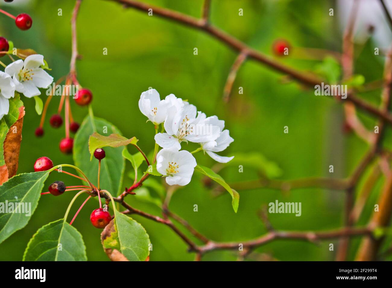 Abnormal flower hi-res stock photography and images - Alamy
