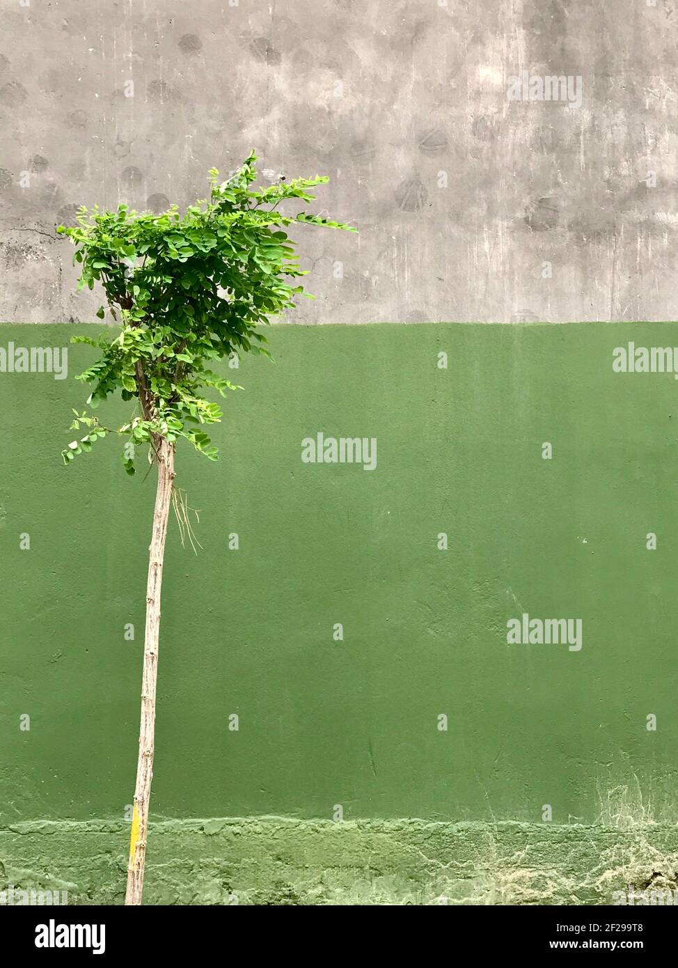 Fly tree to wall hi-res stock photography and images - Alamy