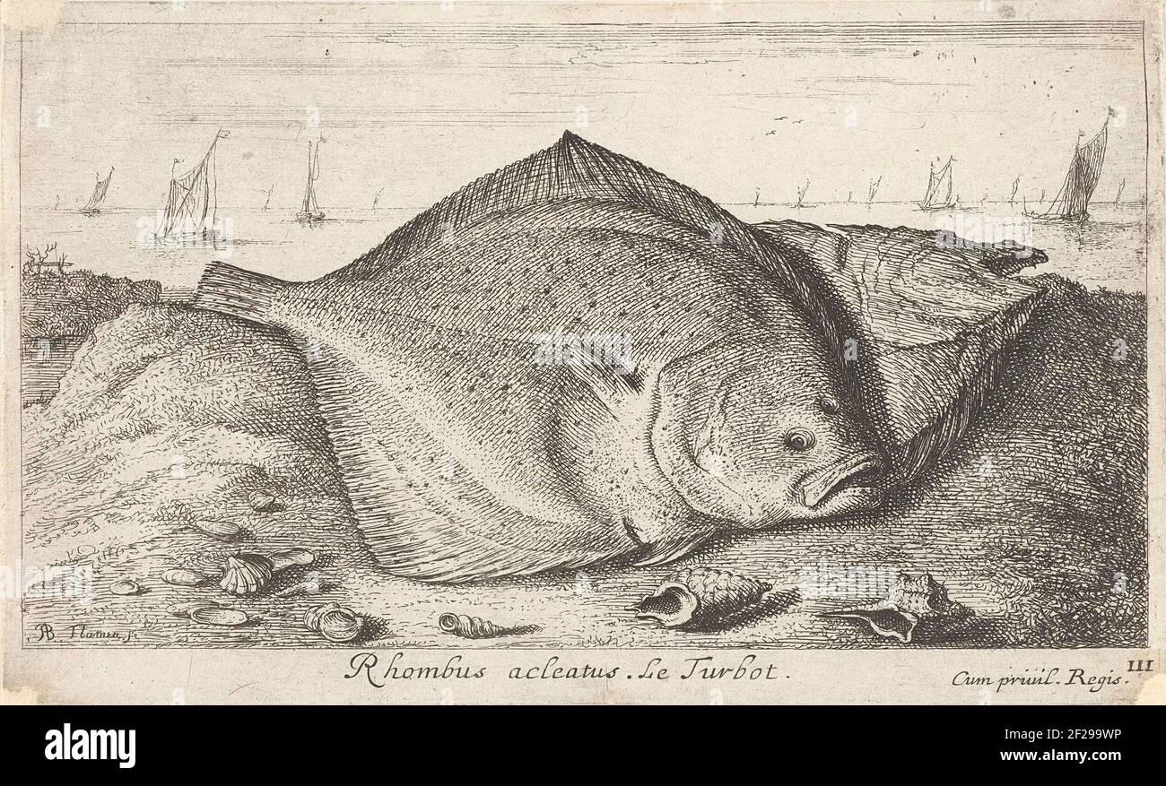 Two turbots on the beach; Rhombus acleatus. Le turbot.; Fish and other ...