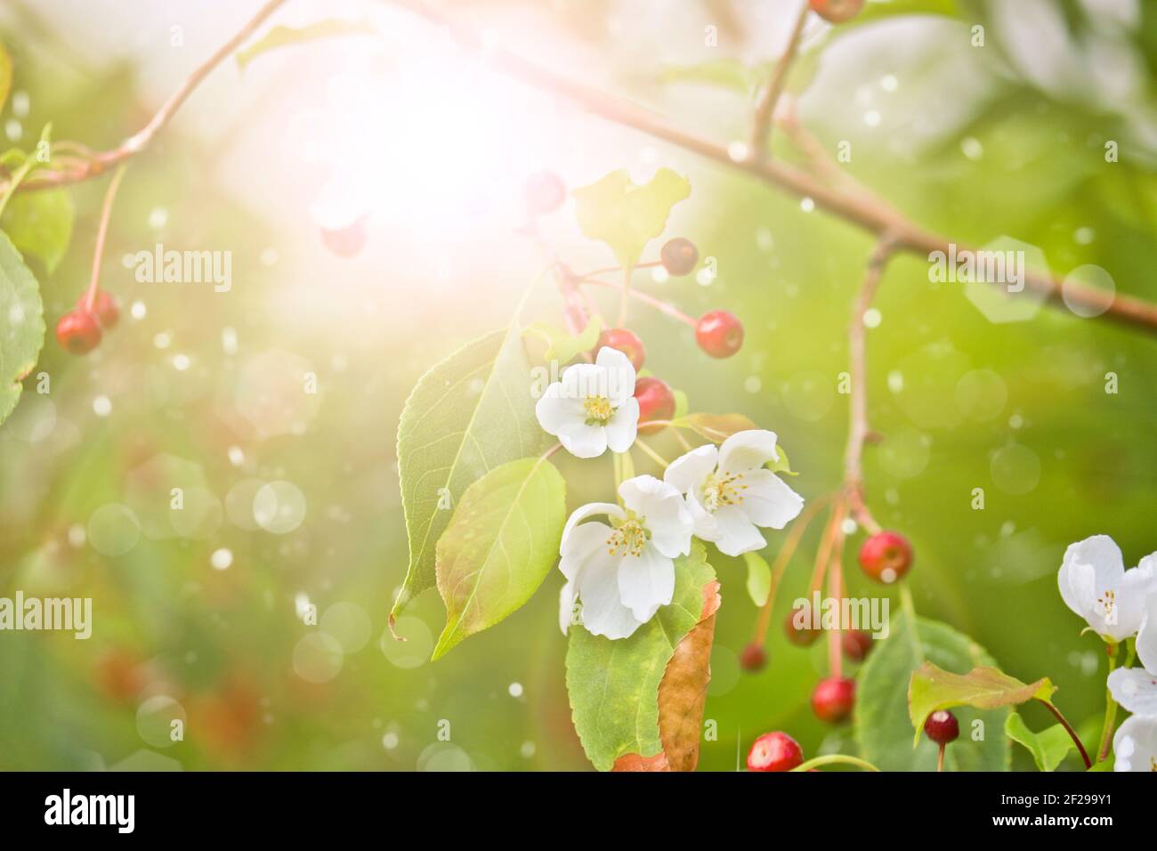 Abnormal flowering of an apple tree in autumn on branches with mature ...