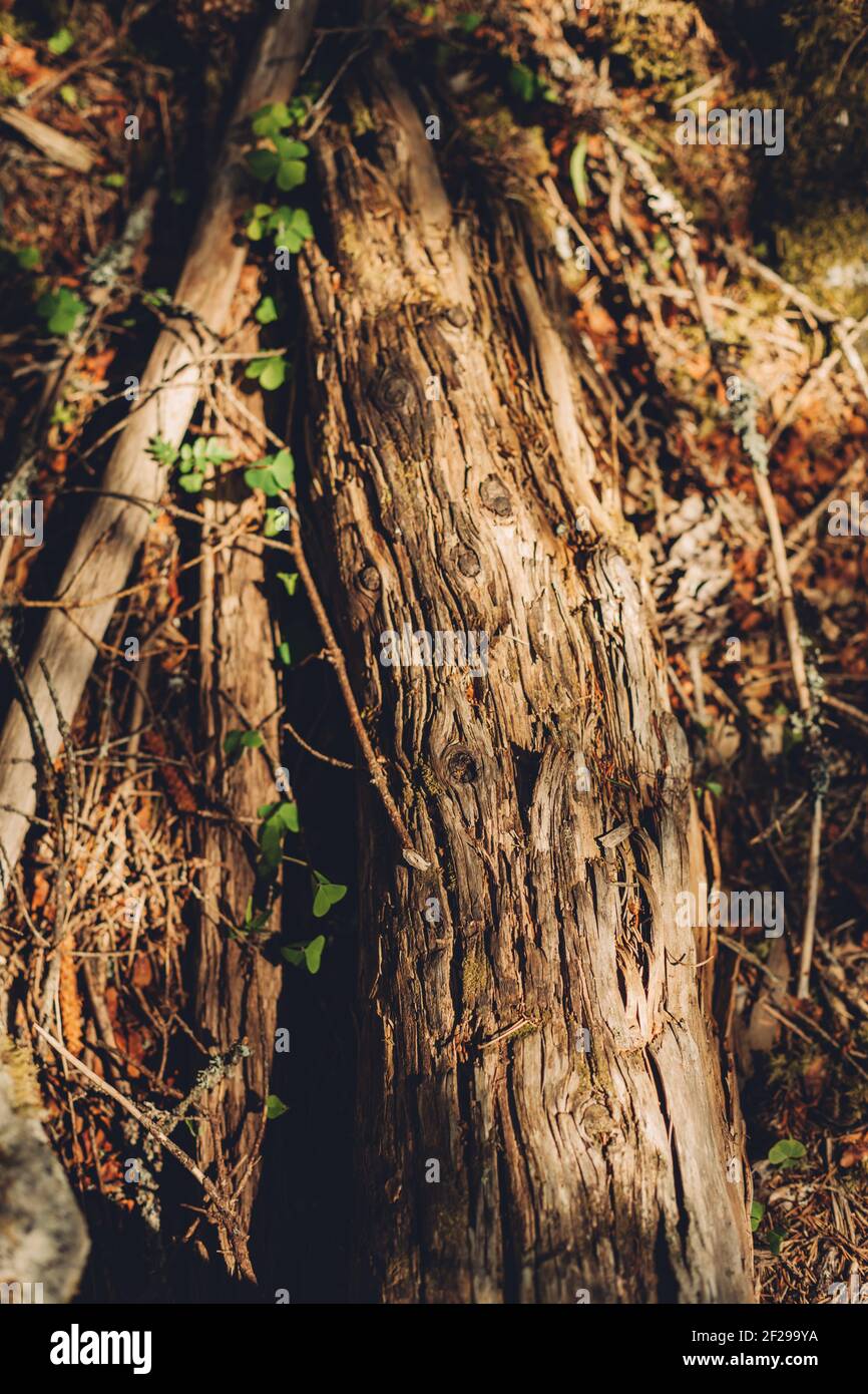 Texture of fallen tree trunk in forest Stock Photo - Alamy