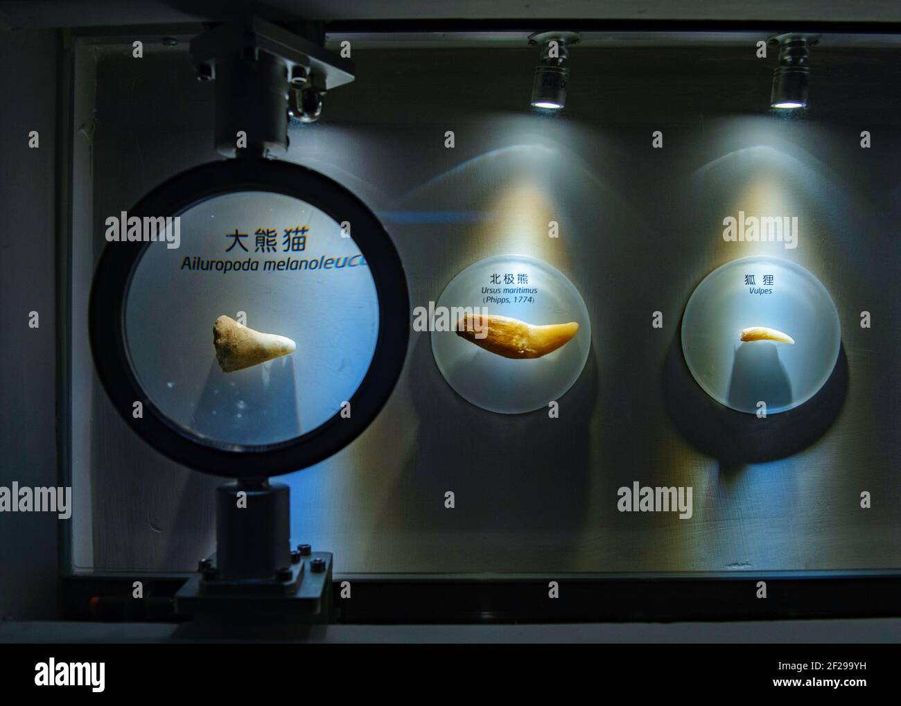 Photo shows the internal view of giant panda-themed museum in Chengdu ...