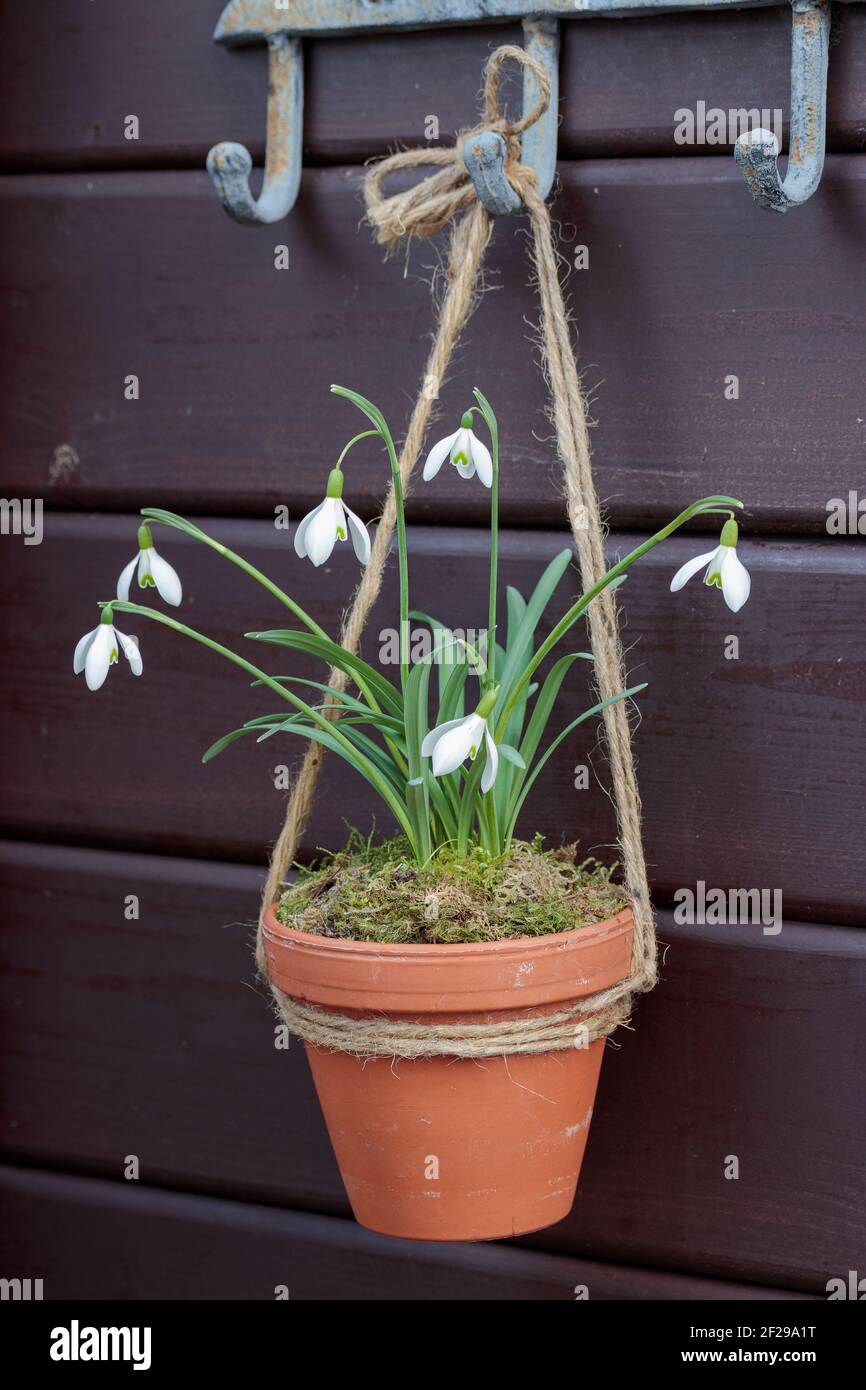Hanging snowdrop flower hi-res stock photography and images - Alamy