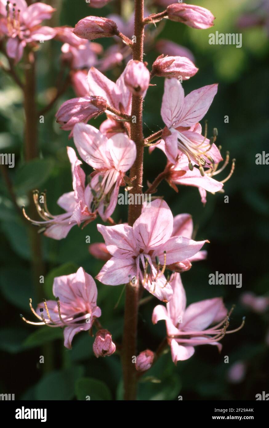 Dictamnus albus, is also known as burning bush, dittany, gas plant or ...