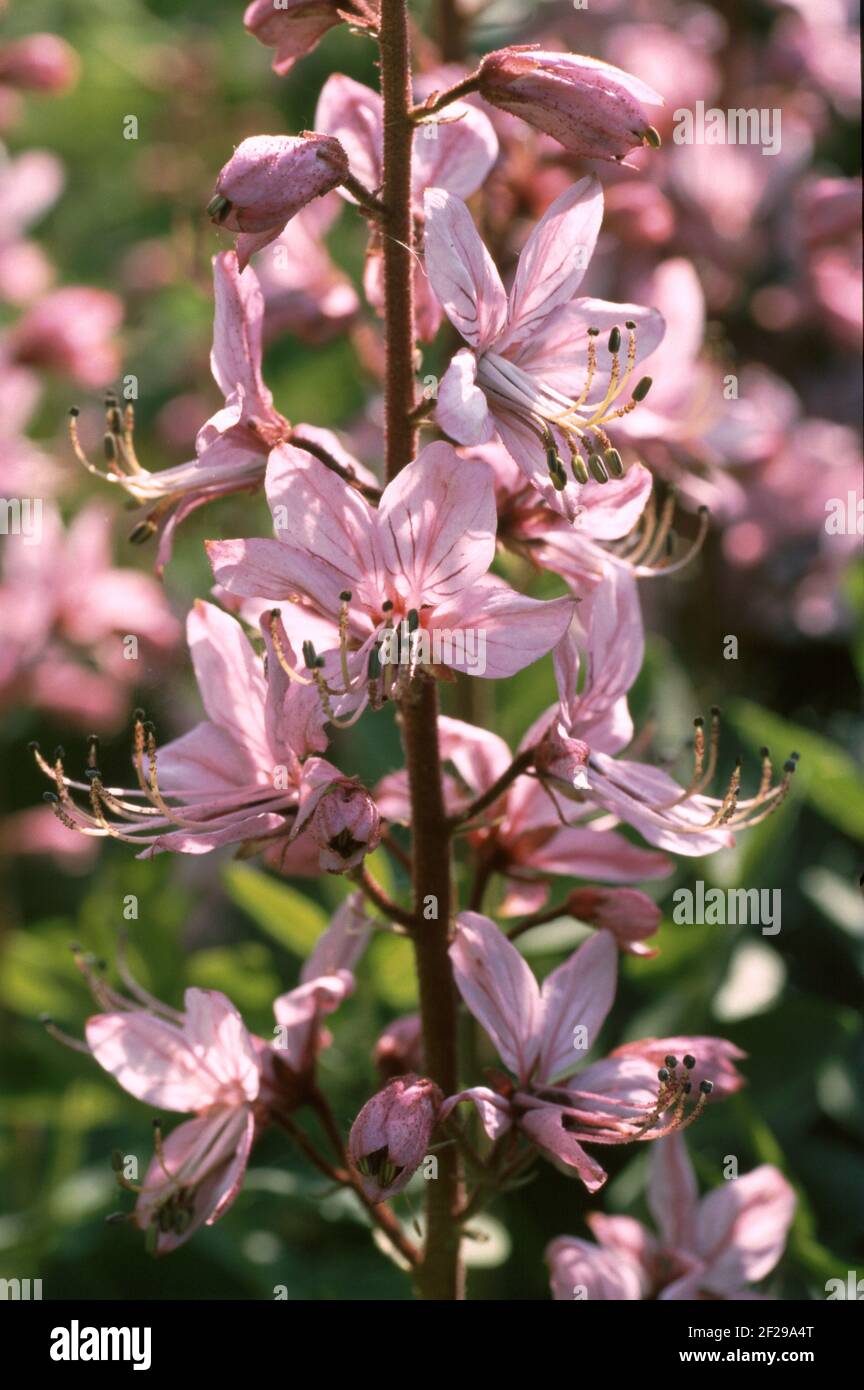Dictamnus albus, is also known as burning bush, dittany, gas plant or ...