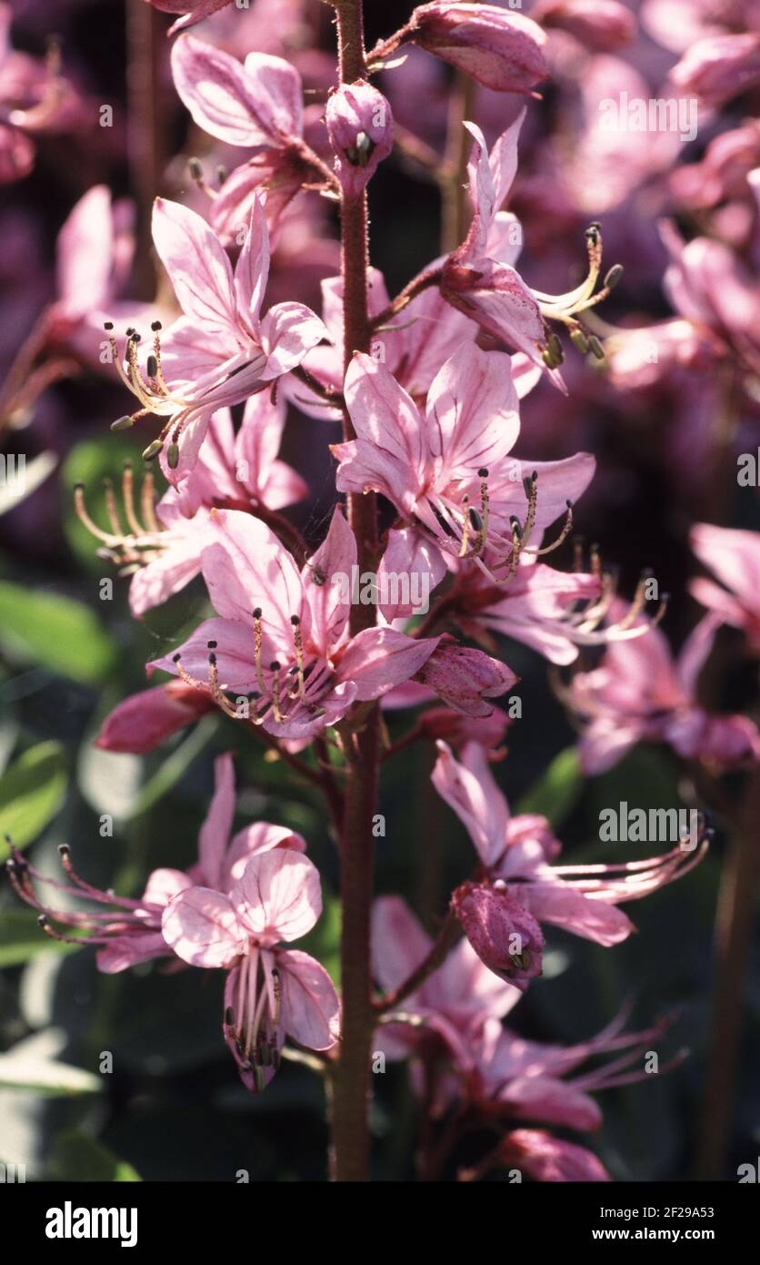 Dictamnus albus, is also known as burning bush, dittany, gas plant or ...