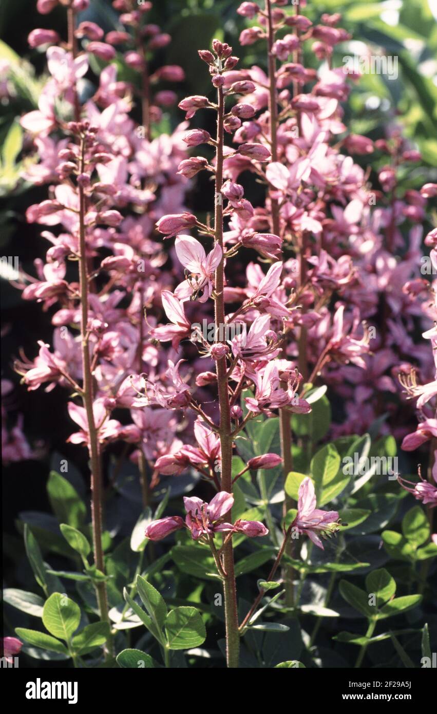Dictamnus albus, is also known as burning bush, dittany, gas plant or ...