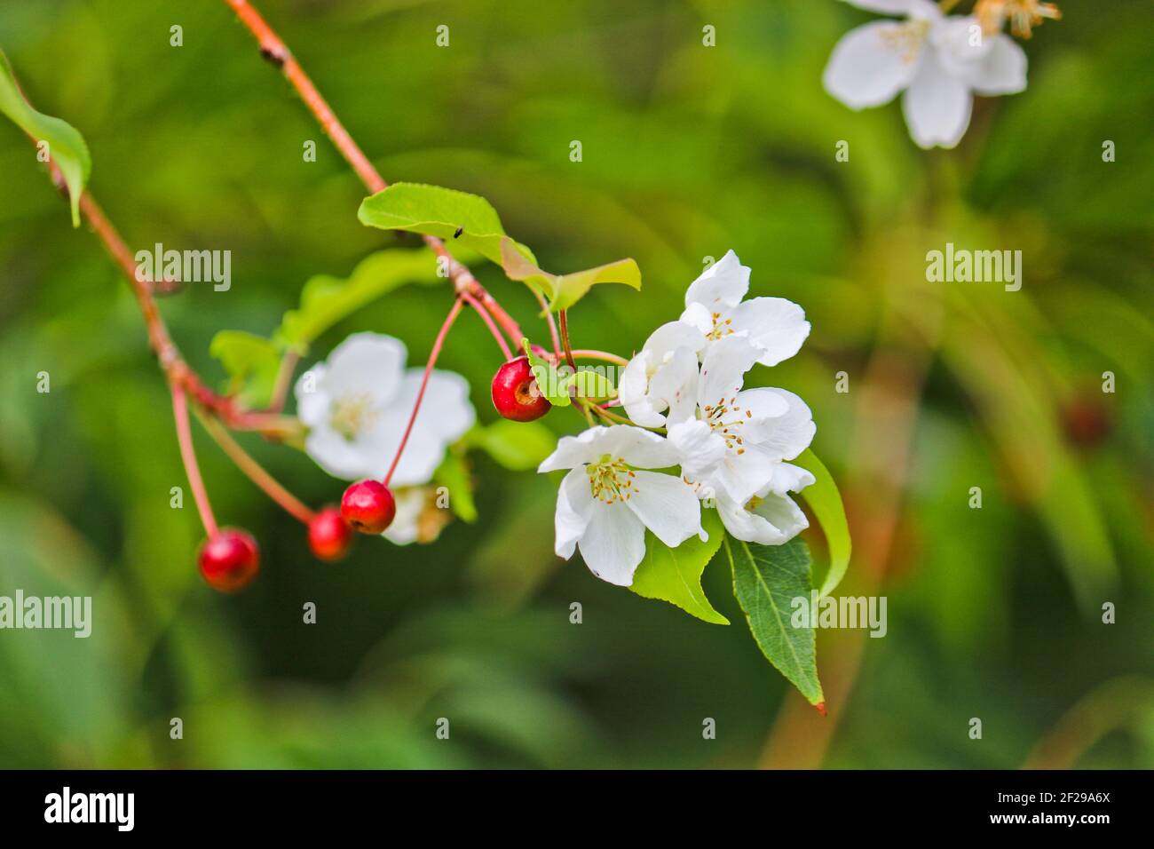Abnormal flowering of an apple tree in autumn on branches with mature ...