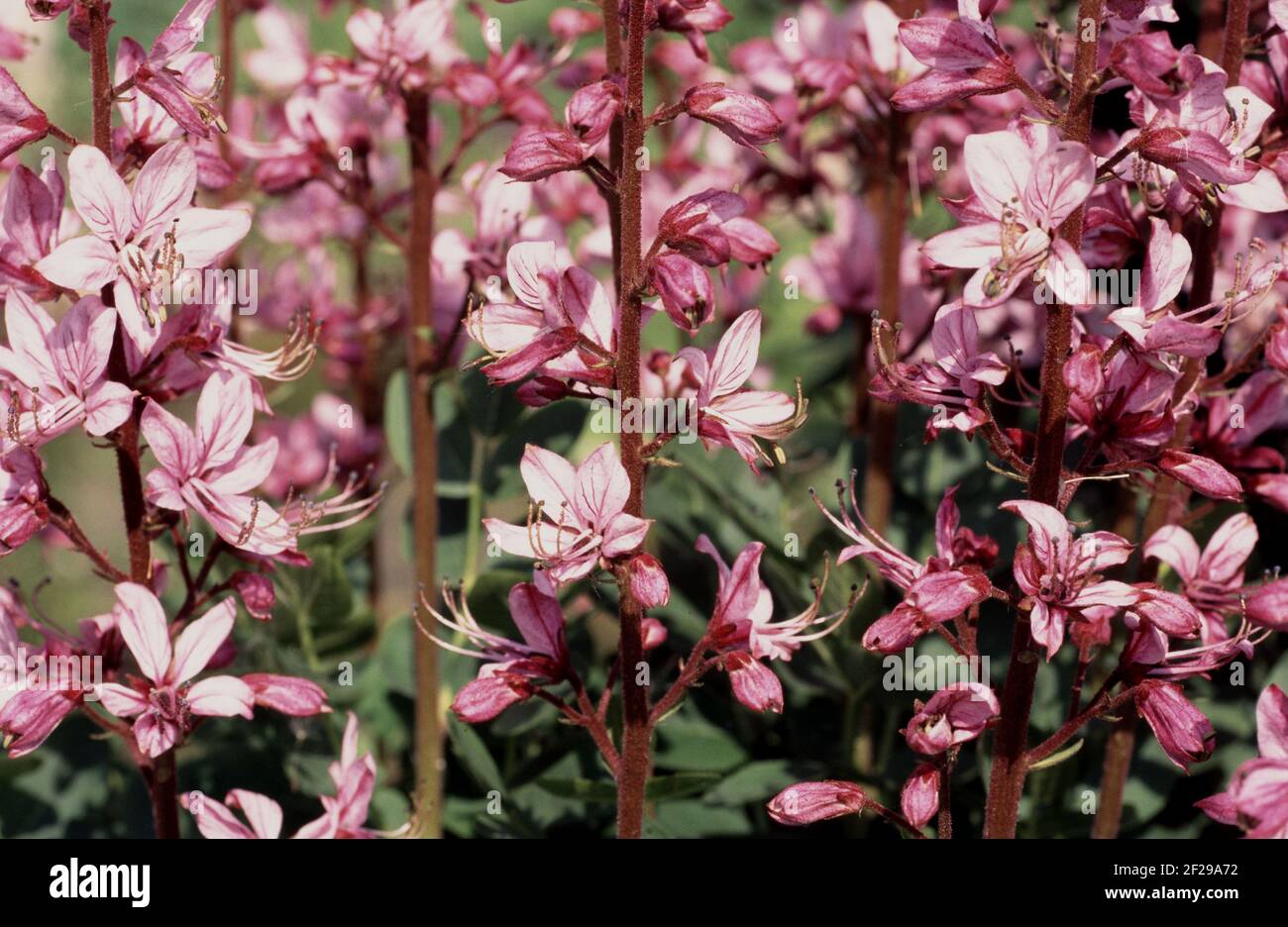 Dictamnus albus, is also known as burning bush, dittany, gas plant or ...
