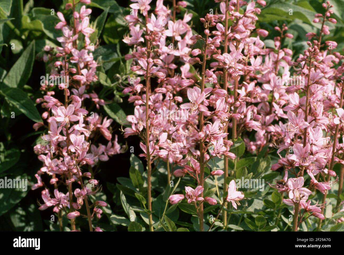 Dictamnus albus, is also known as burning bush, dittany, gas plant or ...