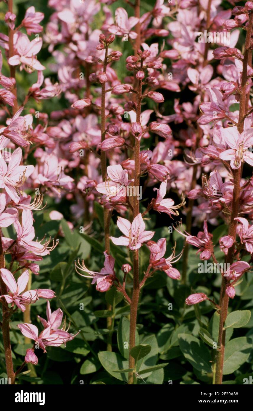 Dictamnus albus, is also known as burning bush, dittany, gas plant or ...