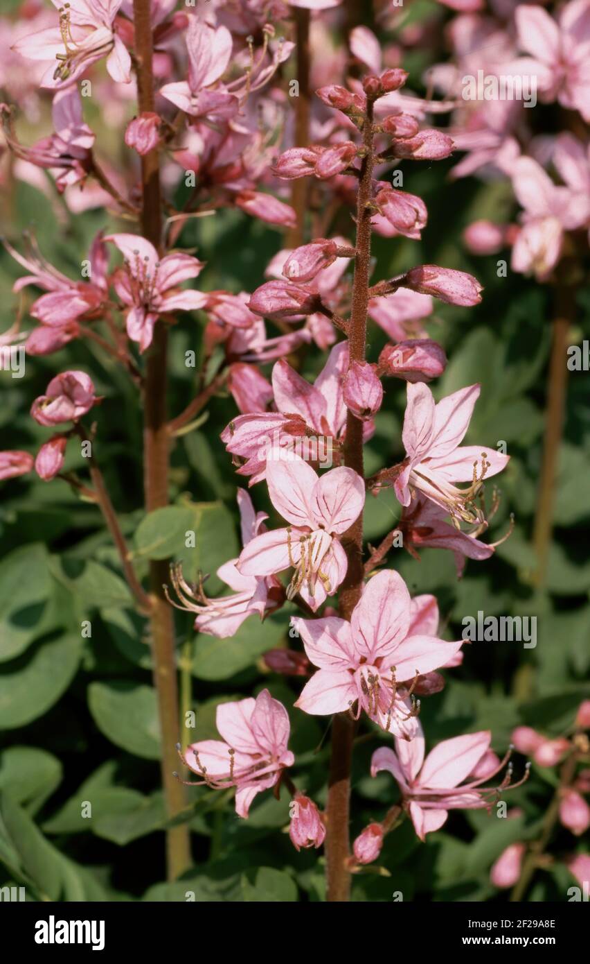 Dictamnus albus, is also known as burning bush, dittany, gas plant or ...