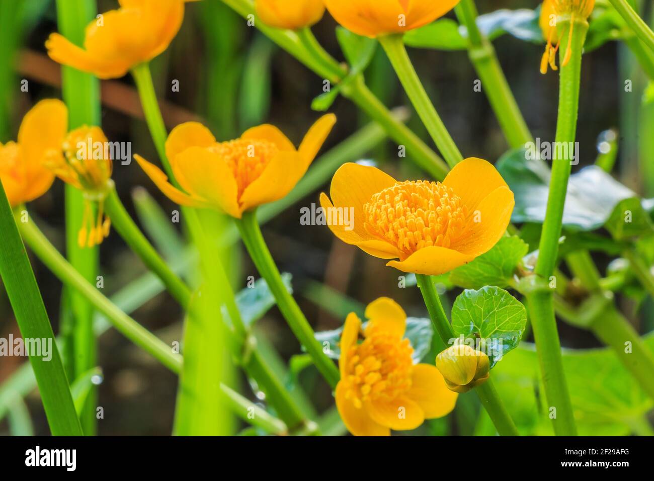 Plant with a thick, hollow stem, heart to kidney-shaped, dark green ...