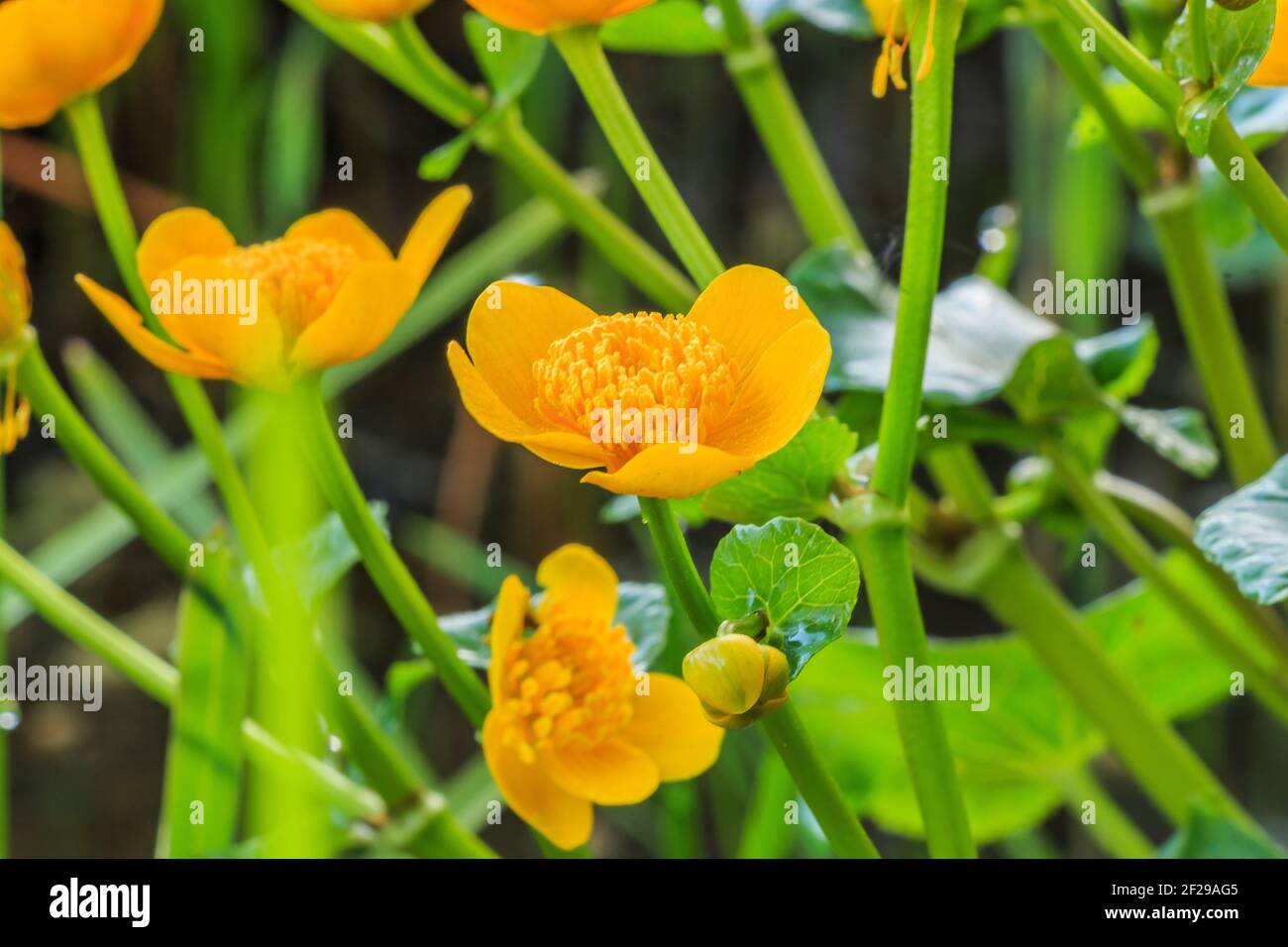 Detail of a yellow flower of a marsh marigold. Several green flower ...