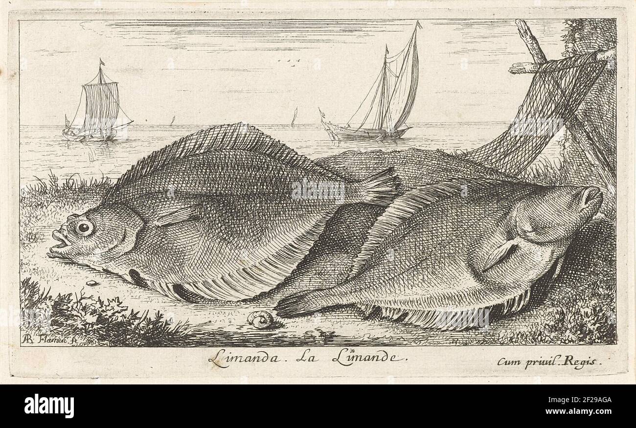 Poissons de la mer hi-res stock photography and images - Alamy