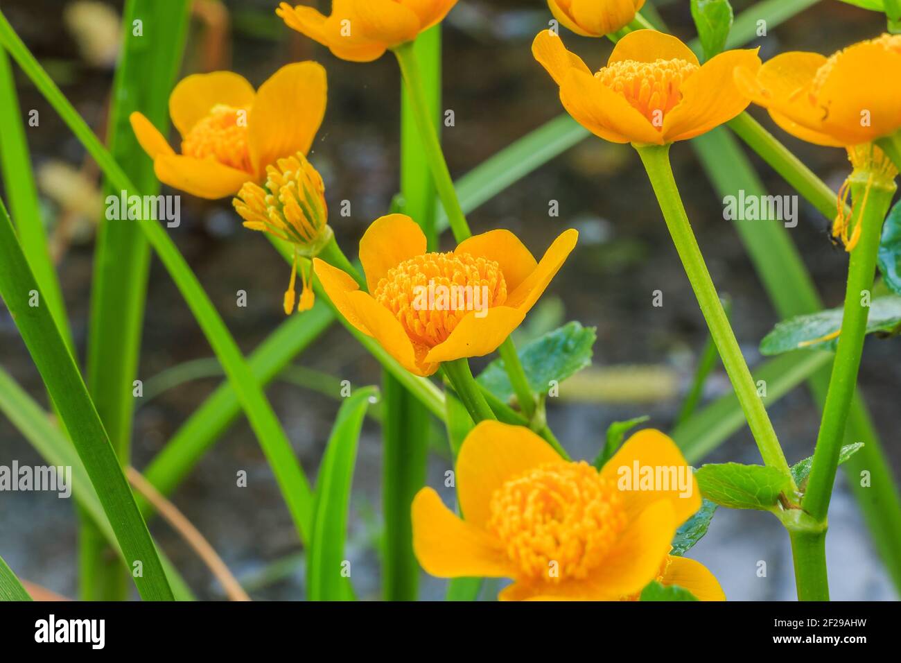 Marsh marigolds with yellow flowers in detail. Plant with green flower ...