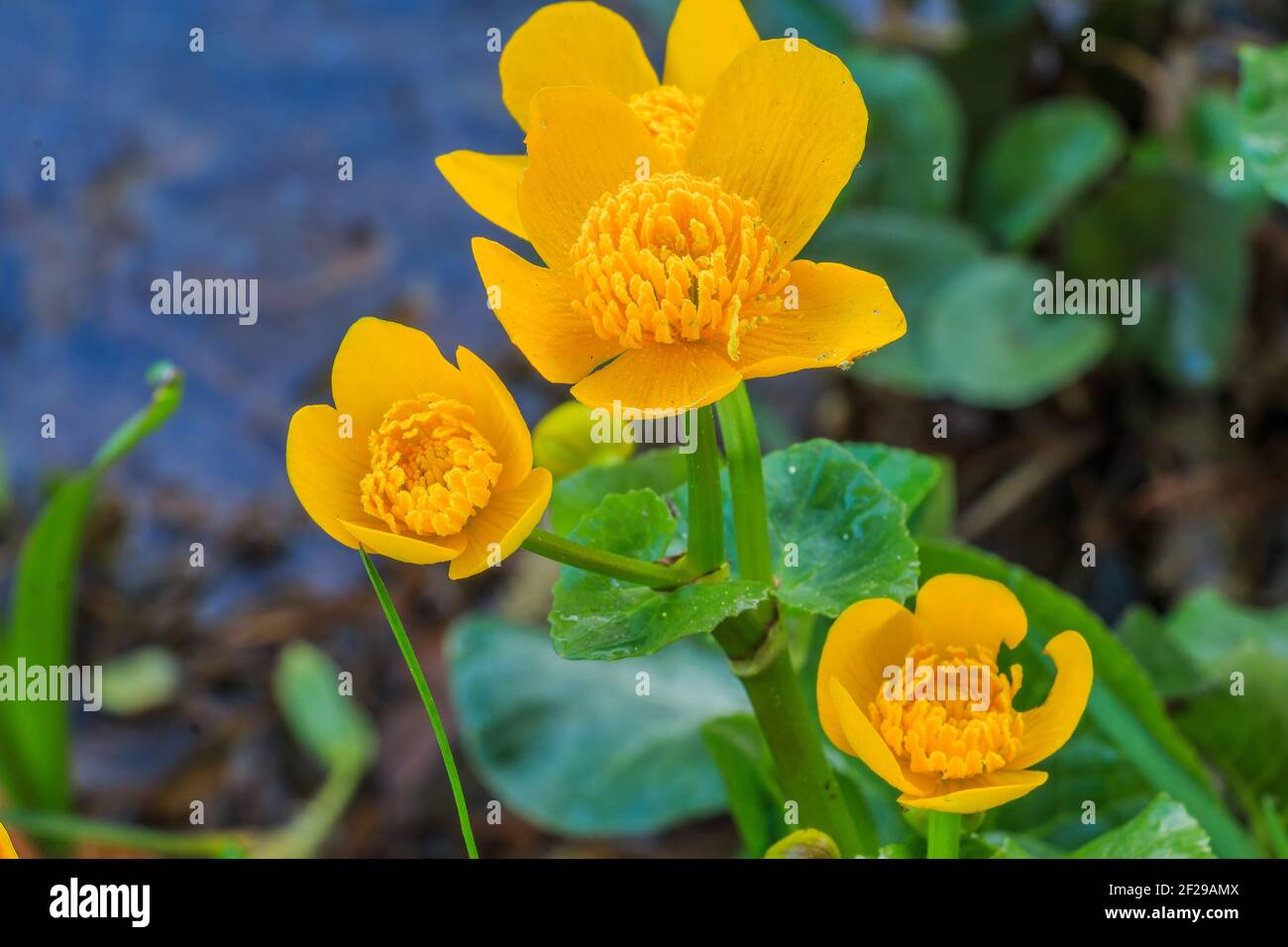 Marsh marigold in a wetland with three flowers. Bee pollen on opened ...