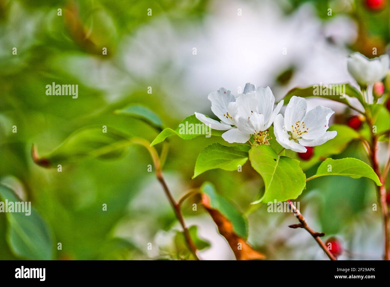 Abnormal flowering of an apple tree in autumn on branches with mature ...
