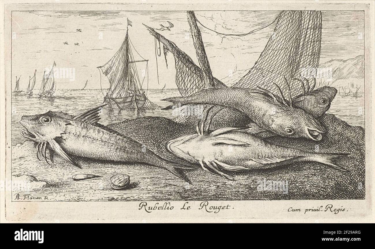 Four red Mullen on the beach; Rubellio Le Rouget.; Fish and other ...