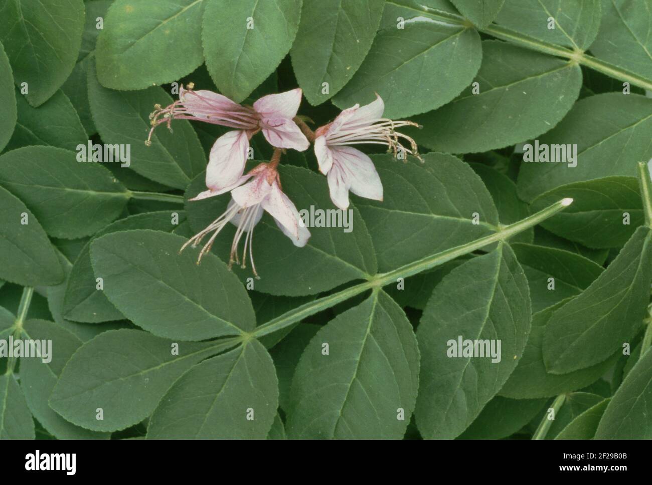 Dictamnus albus, is also known as burning bush, dittany, gas plant or ...