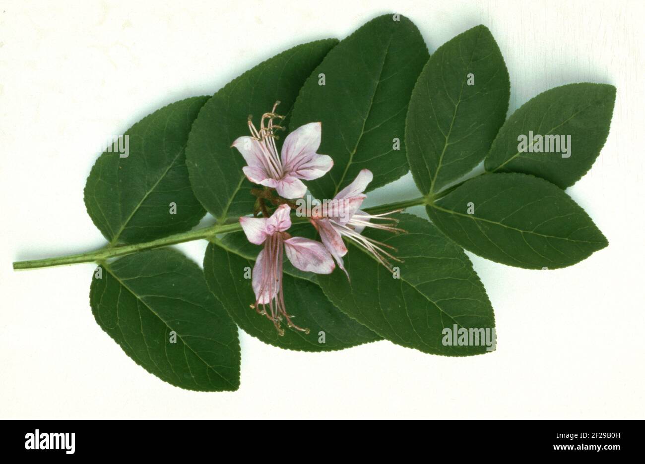 Dictamnus albus, is also known as burning bush, dittany, gas plant or ...