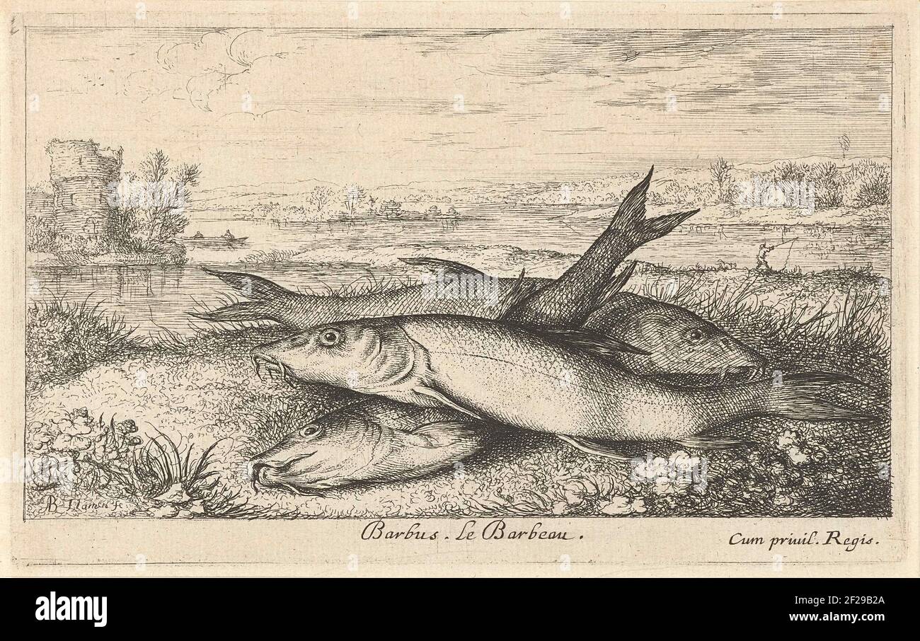 Three barbbling on a riverside; Barbus. Le Barbeau; Fish and other ...