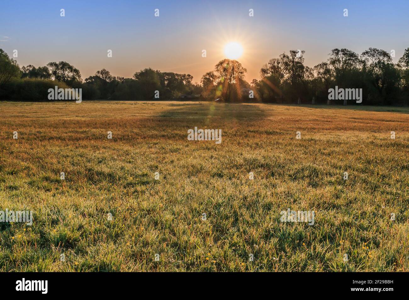 Landscape in spring. Low sun with sun rays over a meadow. Some yellow ...