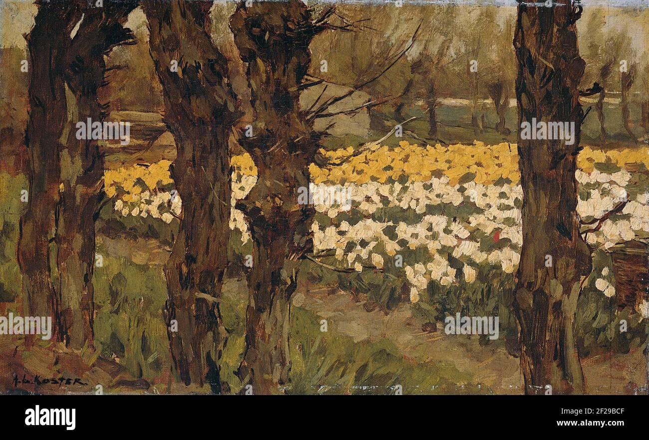 Tulip Fields.Bollen fields. Field with blooming yellow and white tulips ...