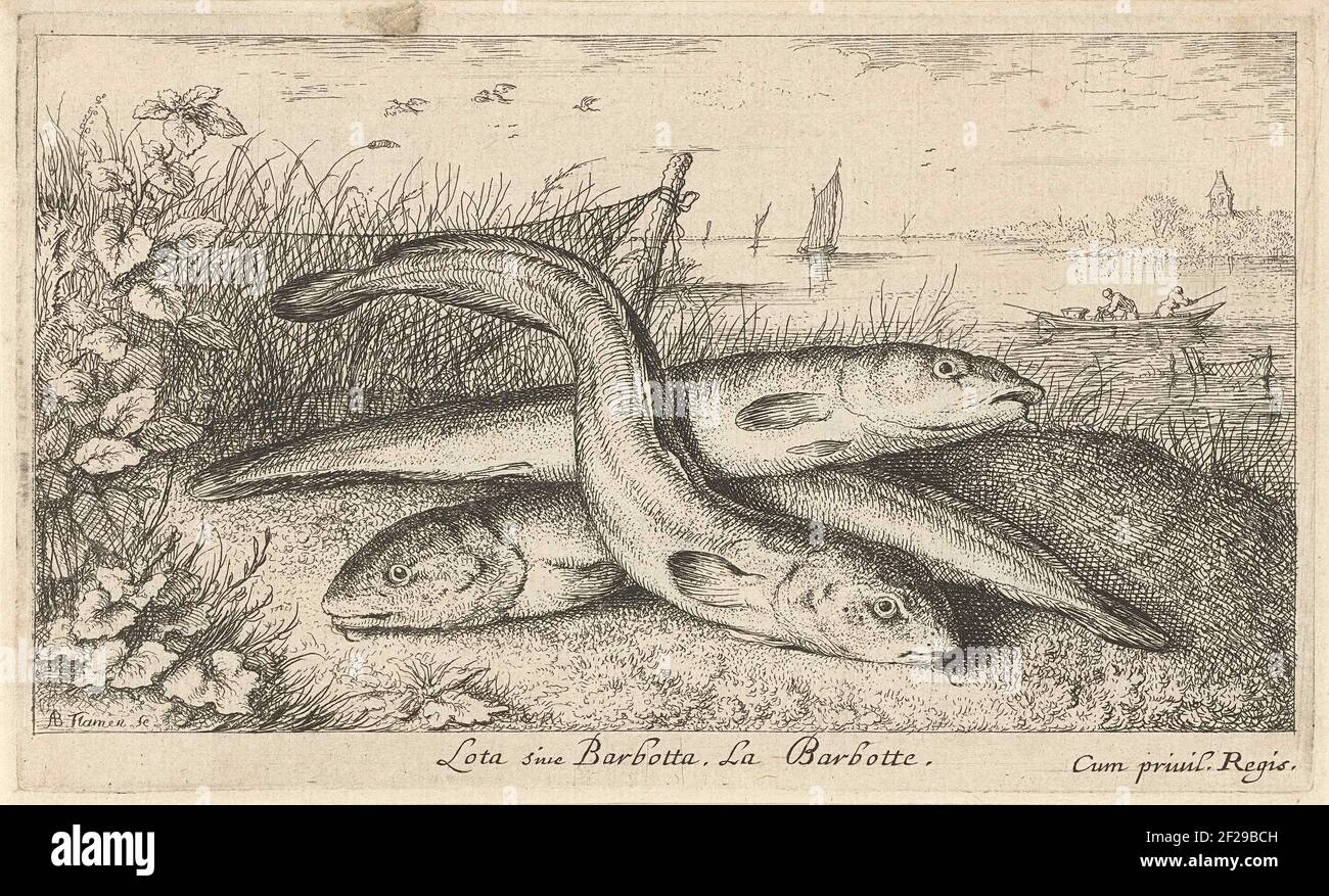 Barbotte hi-res stock photography and images - Alamy