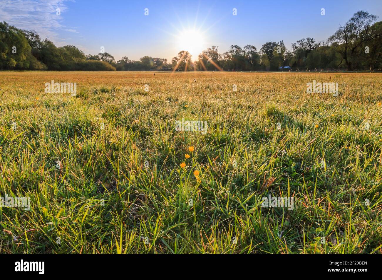 Meadow in spring. Low sun with sun rays in the day. Some yellow flowers ...