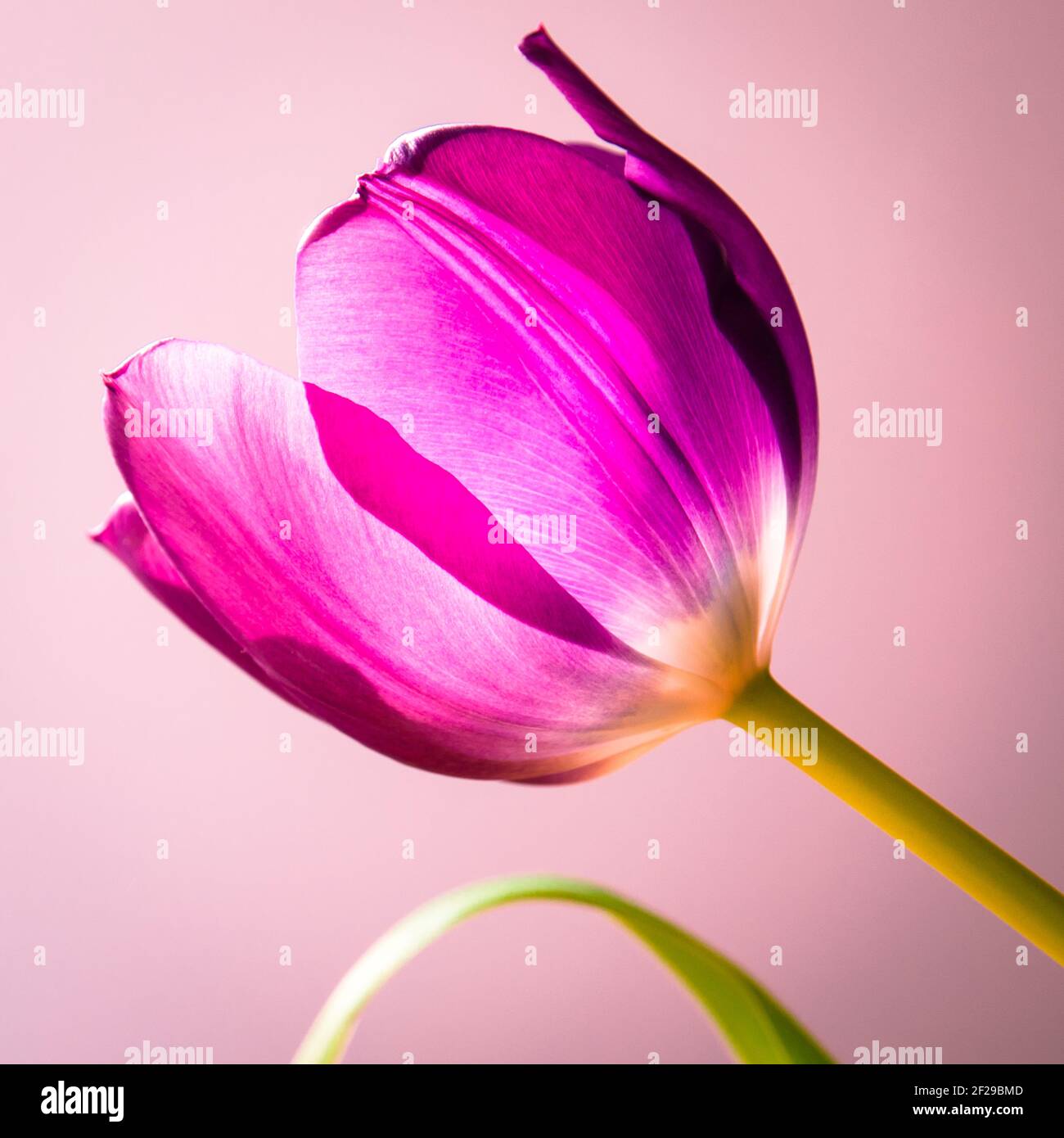 Tulip magic in nature hi-res stock photography and images - Alamy