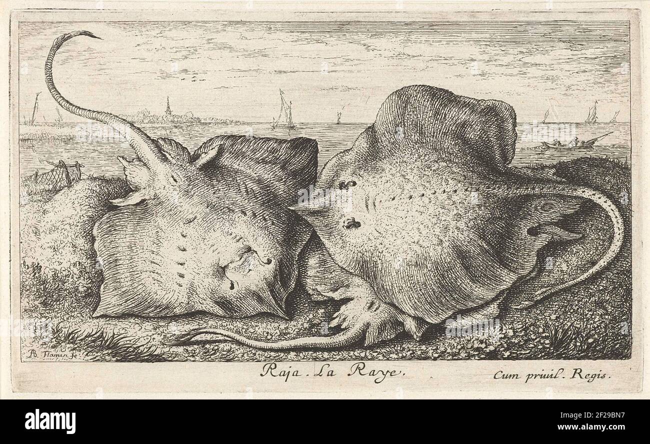 Three rays on the beach; Raja. La Raye.; Fish and other marine animals ...