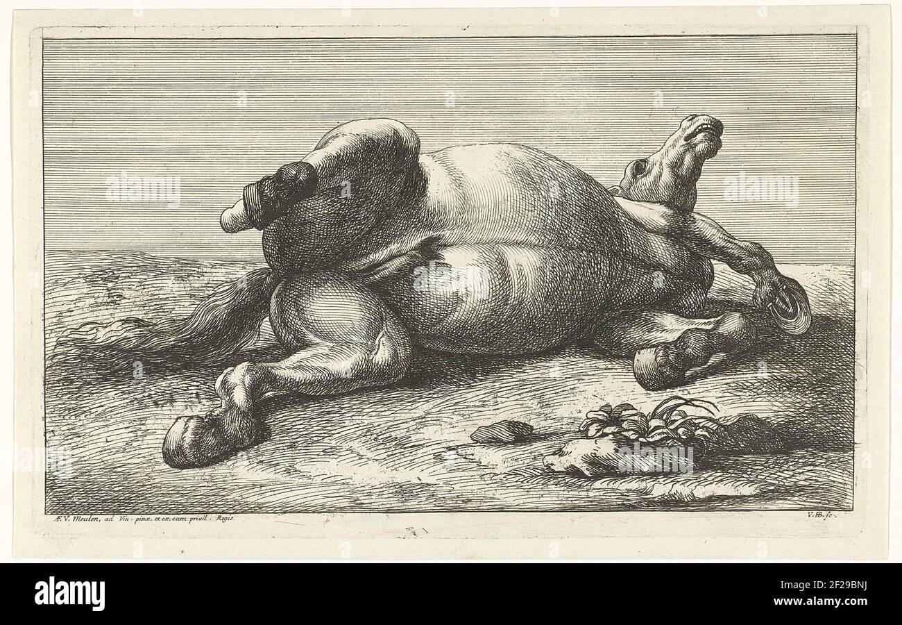 Salved horse lying on the left side; Horseed horses.Viewed on the left ...