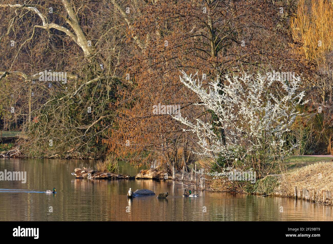Early morning lights of dawn on the lake shore. Parc de la Tete d'Or is ...
