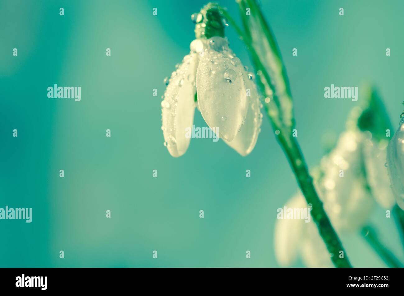 Beautiful snowdrop on blue hi-res stock photography and images - Alamy