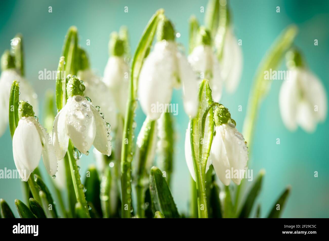 Beautiful snowdrop on blue hi-res stock photography and images - Alamy